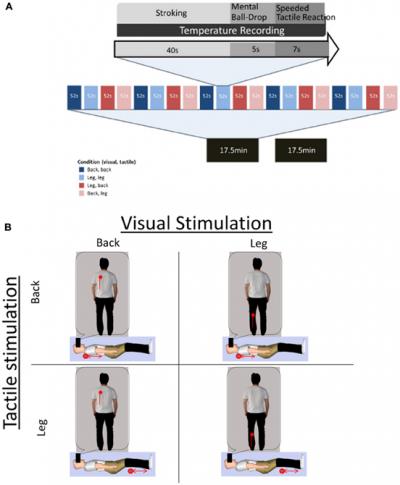 Full Body Illusion is Associated with a Drop in Skin Temperature ...