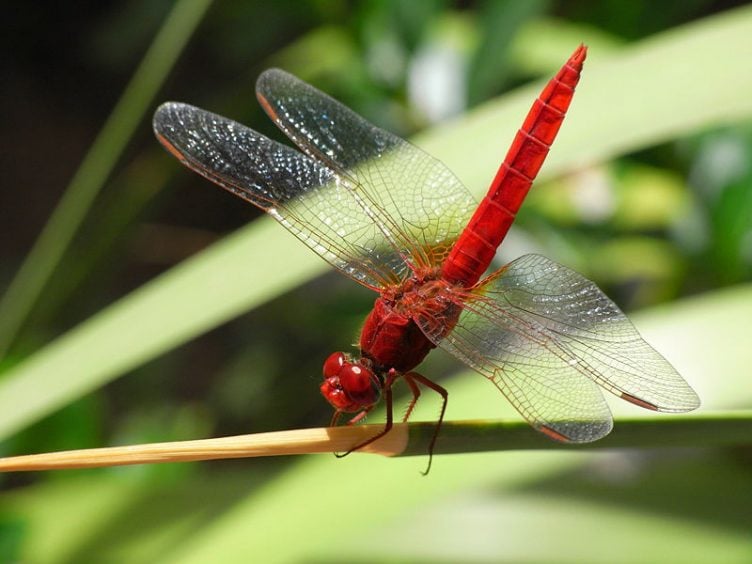 Dragonflies Can See by Switching "On" and "Off" - Neuroscience News