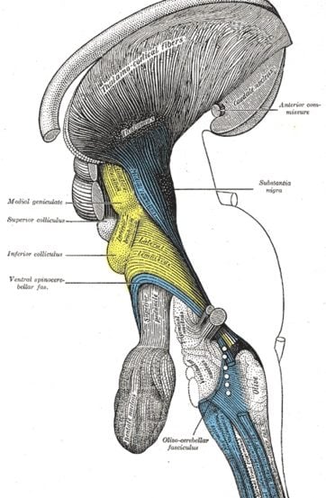 inferior colliculus News Research Tags Articles - Neuroscience News