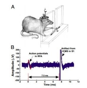 Neural Prosthesis Restores Behavior After Brain Injury - Neuroscience News