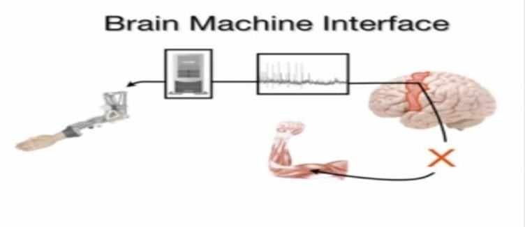 Researchers Reveal More about How Our Brains Control Our Arms ...