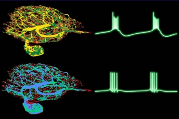 Neuroscience's Grand Question - Neuroscience News
