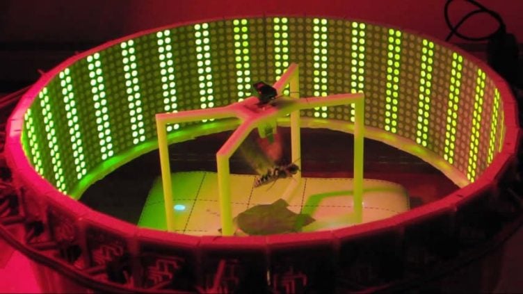 Research Paves Way for Cyborg Moth 'Biobots' - Neuroscience News