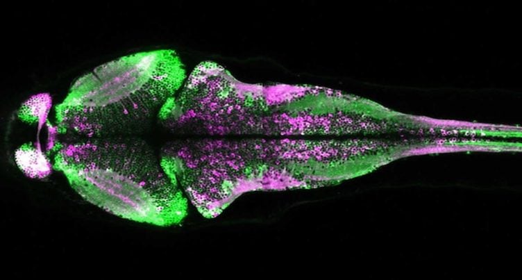 New Fluorescent Protein Permanently Marks Neurons That Fire