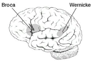 Remapping the Brain's Language Area - Neuroscience News