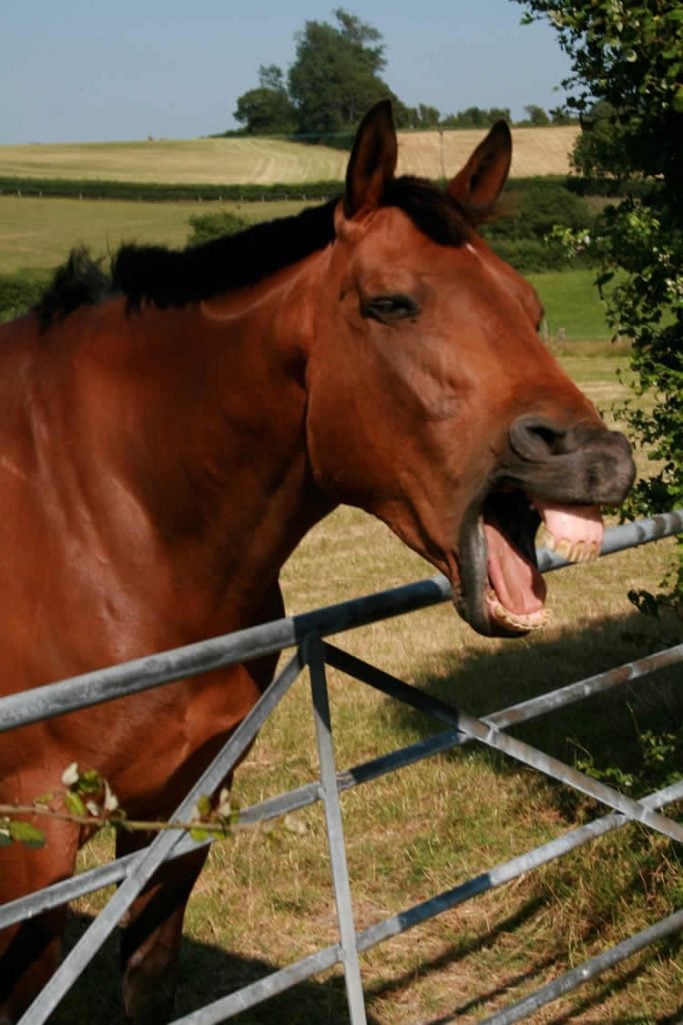 Humans and Horses Share Facial Expressions - Neuroscience News