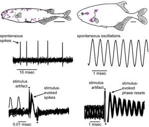 Weakly Electric Fish Use Oscillatory Receptors to Find Their Neighbors ...
