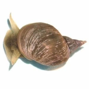 Snails Reveal How Two Brain Cells Can Hold the Key to Decision Making ...