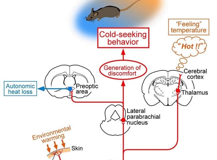thermoregulation News Research Tags Articles - Neuroscience News