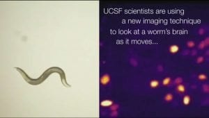 Flashing Neurons in Worms Reveal How the Brain Generates Behavior ...