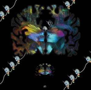 Mapping Out Genetic 'Switches' Behind Human Brain Evolution ...
