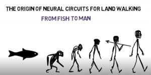 Walking Fish Suggests Locomotion Control Evolved Much Earlier than ...