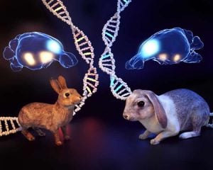 Striking Differences in Brain Morphology Between Wild and Domestic ...