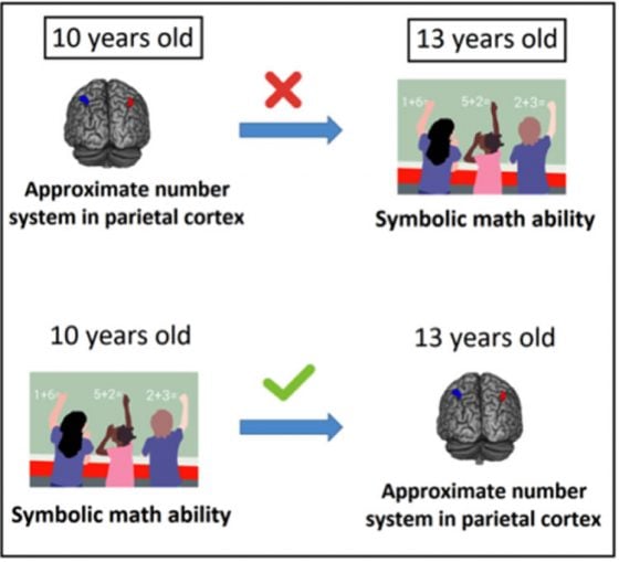 Learning Arithmetic Refines the Primal Brain System for Representing ...