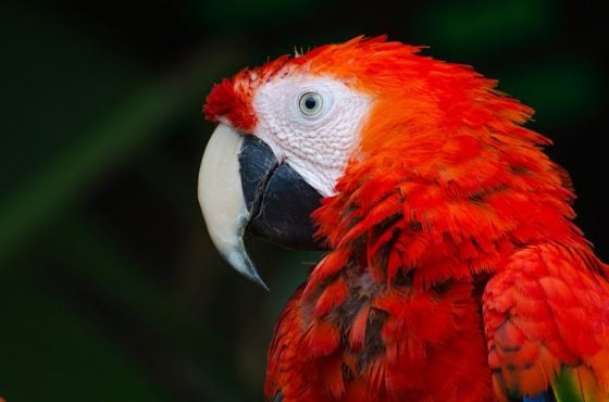 Researchers Uncover Secret to Intelligence in Parrots - Neuroscience News