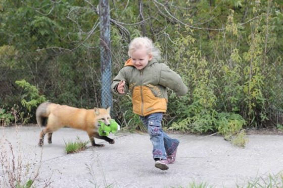 Sequenced Fox Genome Hints at Genetic Basis of Behavior - Neuroscience News