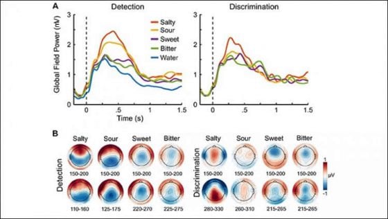 How the Brain Detects, Identifies and Acts on Taste - Neuroscience News