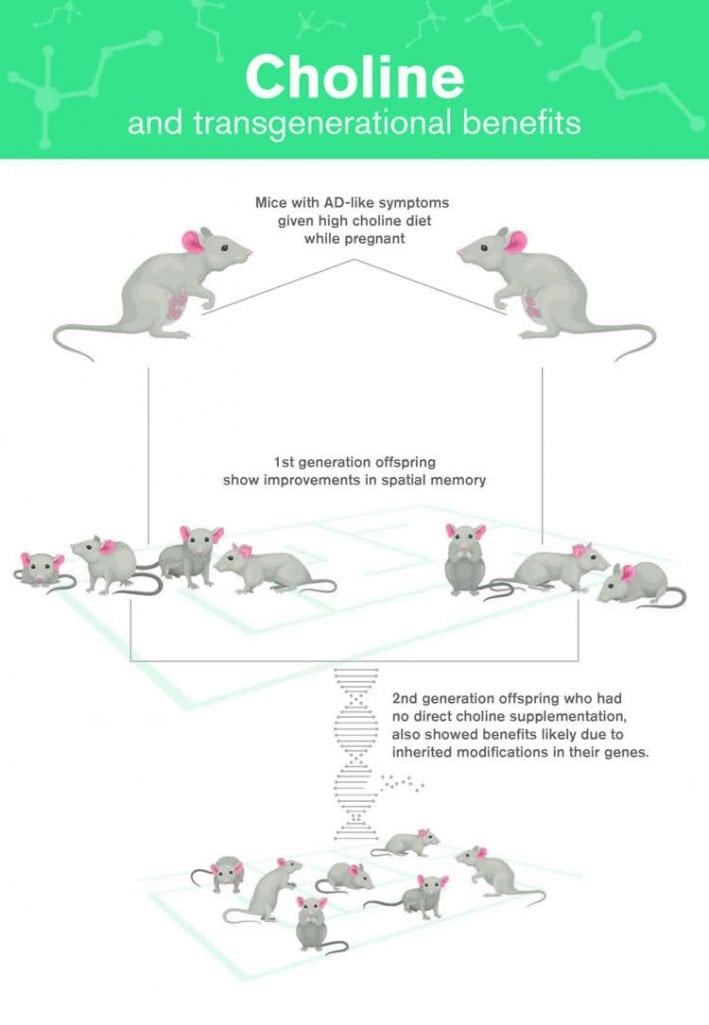 Choline Helps Fight Alzheimer's Across Generations - Neuroscience News
