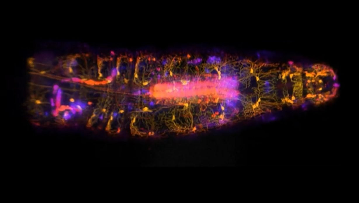 High Speed 3D Microscope Captures Stunning Videos of Fruit Fly Nerve ...