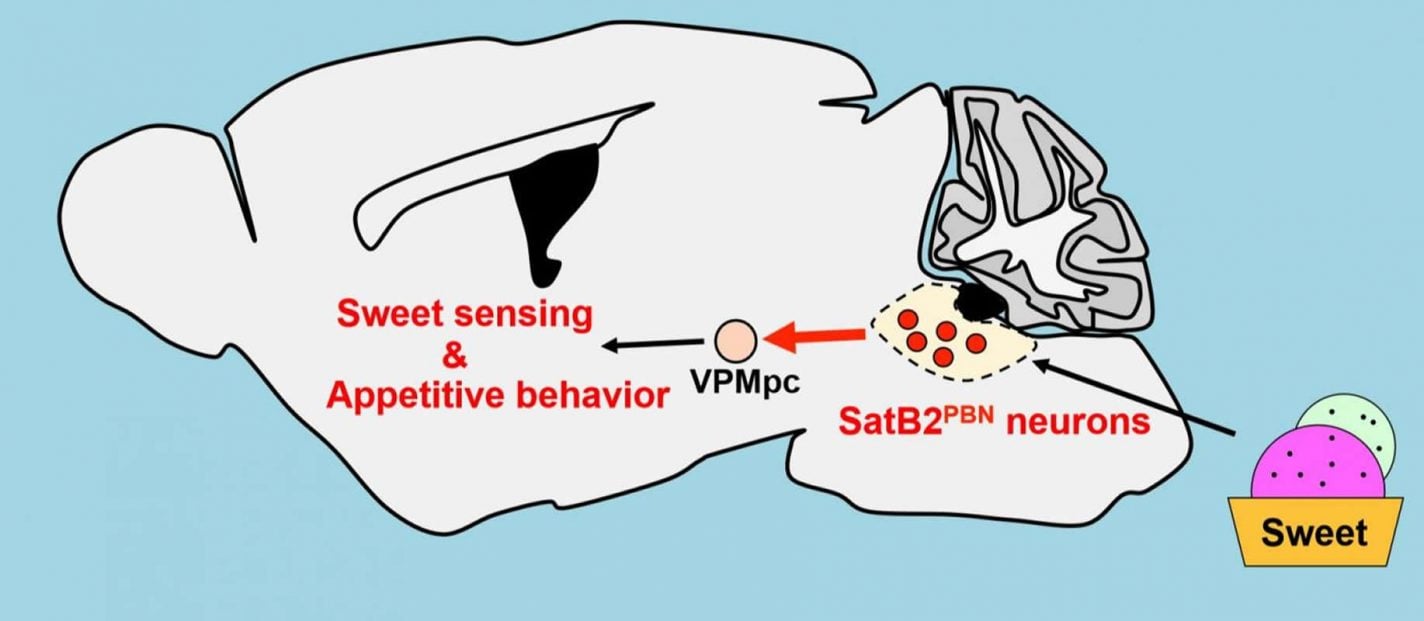 Neurons that encode sweetness identified: Mouse study - Neuroscience News