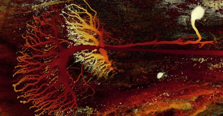 Brain cells for 3D vision discovered - Neuroscience News