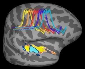 Our brains appear uniquely tuned for musical pitch - Neuroscience News