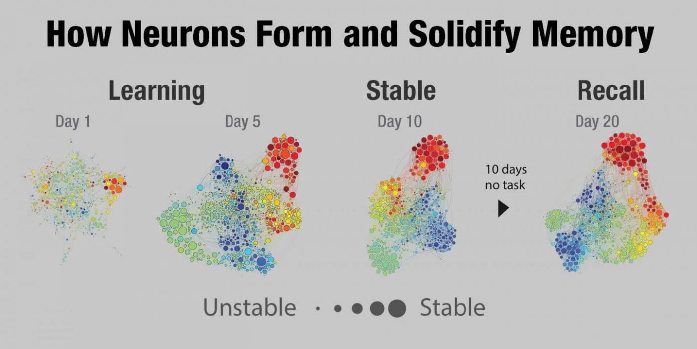 How memories form and fade - Neuroscience News