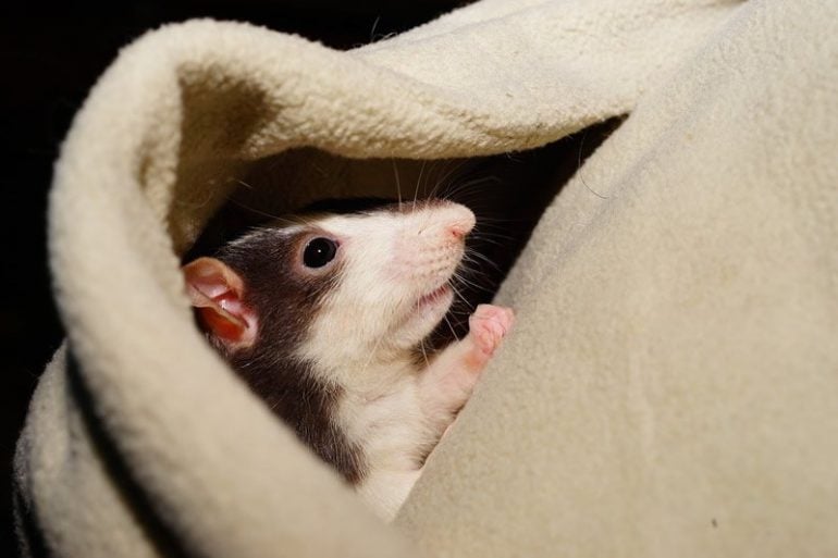 Rats use same brain area as humans to empathize with others ...