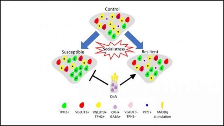 Why stress doesn't always cause depression - Neuroscience News