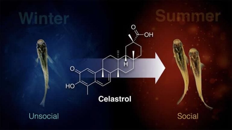 Discovery of a drug to rescue winter depression-like behavior ...