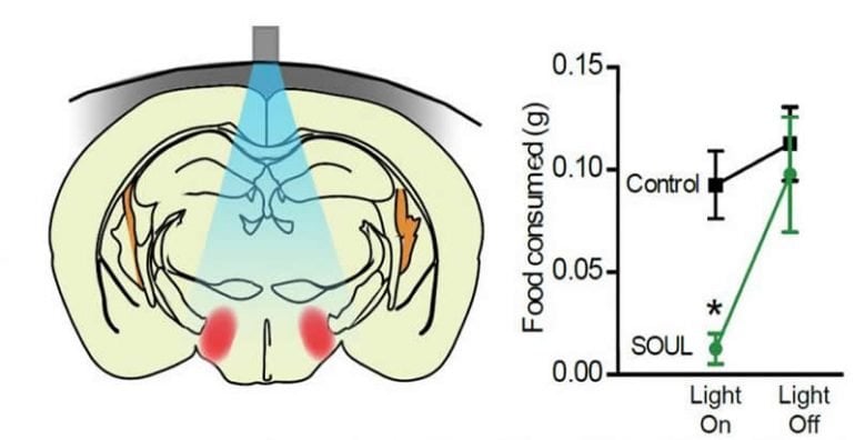 brain damage News Research Articles