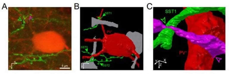 Neuropeptide somatostatin enhances visual processing - Neuroscience News