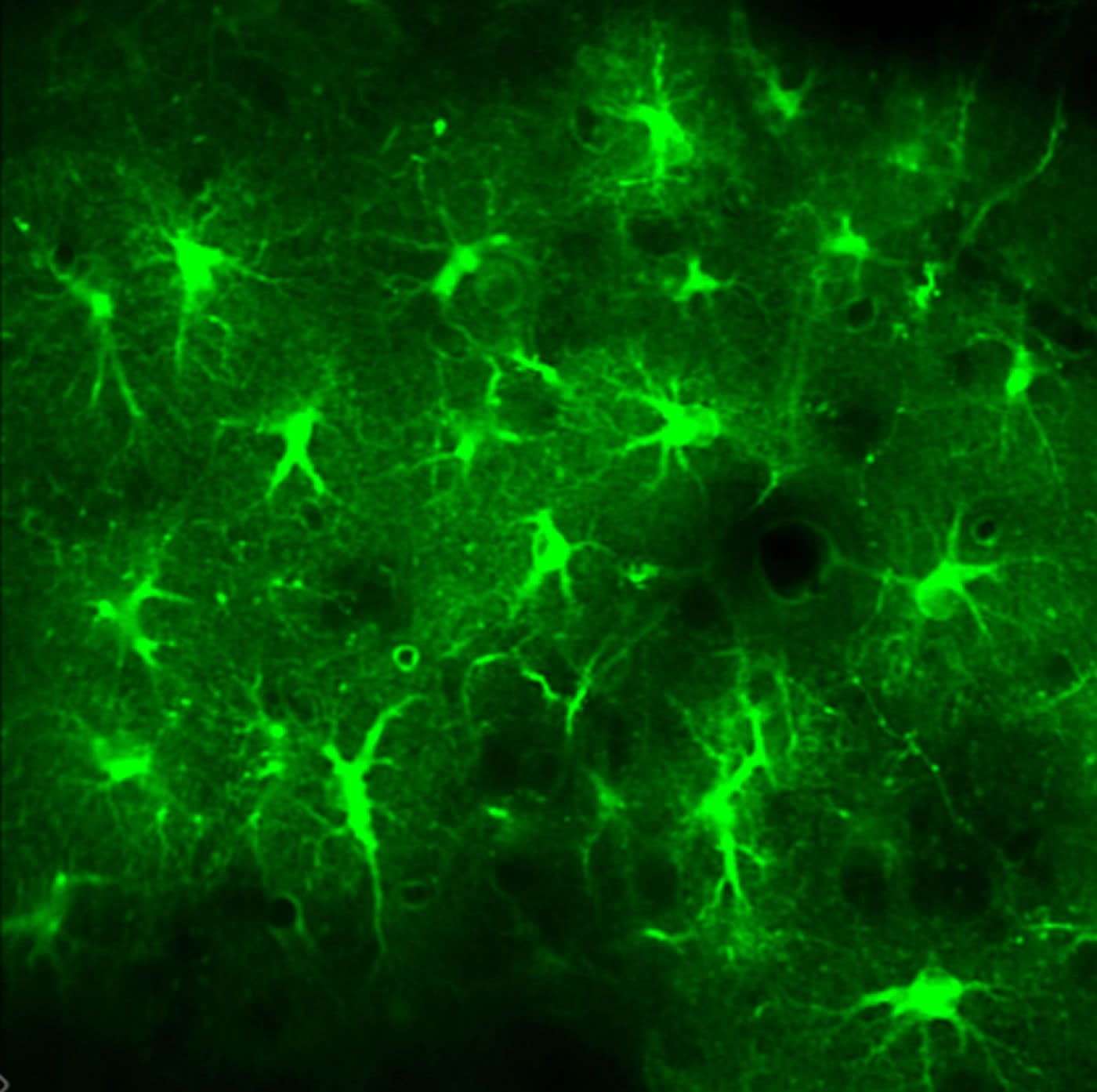 Astrocytes Help to Maintain Slow Wave Sleep - Neuroscience News