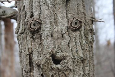 Why the Brain Is Programmed to See Faces in Everyday Objects ...