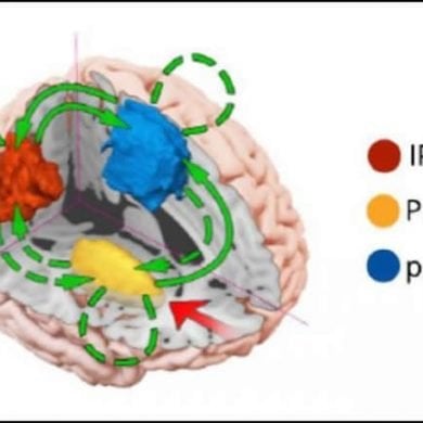 multitasking network News Research Tags Articles - Neuroscience News