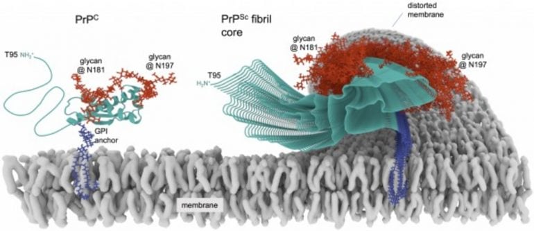 First Atomic-Level Imaging of Lethal Prions Provide Sharpened Focus for ...
