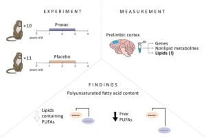 Prozac Changes Fat Composition of the Brain - Neuroscience News