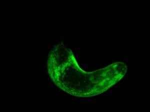 The Secrets of Regeneration From Worms That Glow in the Dark ...
