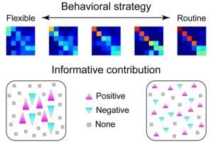 Key Neural Mechanism Believed to Support Advanced Cognitive Abilities ...