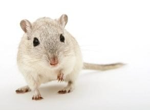 Researchers Predict Rat Behaviors From Brain Activity - Neuroscience News