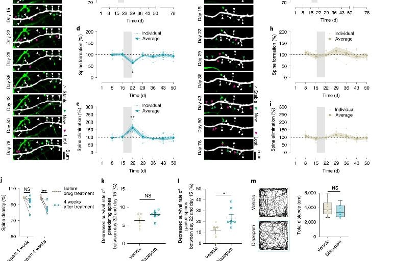 Human Face Recognition Found In Neural Network Based On Monkey Brains ...