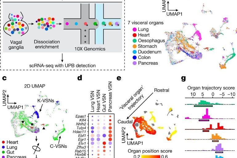 brain body communication News Research Tags Articles - Neuroscience News