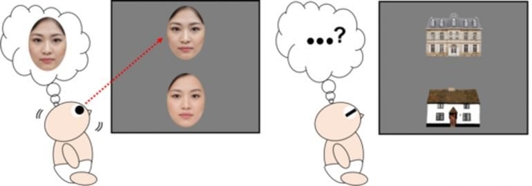 Infants Preferentially Perceive Faces in the Upper Visual Field ...