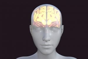 Investigating the Role of Dopamine Circuits in Habit Formation ...