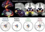 The Relationship Between Particular Brain Circuits and Different ...