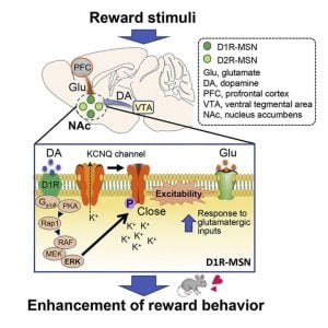 Unraveling the Reward Behavior: The Mechanisms Underlying the Dopamine ...
