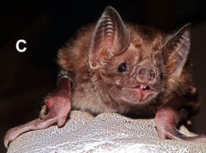 The First Look at How Rabies Affects Vampire Bat Social Behavior ...