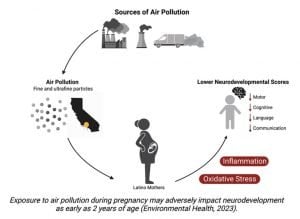 Prenatal Pollution Exposure Linked to Lower Cognitive Scores in Early ...