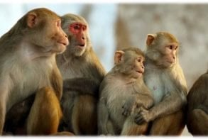 Autism Spectrum Disorder Study Looks at Monkeys as Possible Models ...
