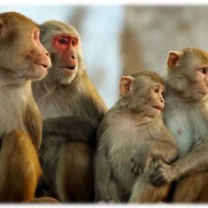 Autism News - Research Topics - Neuroscience News